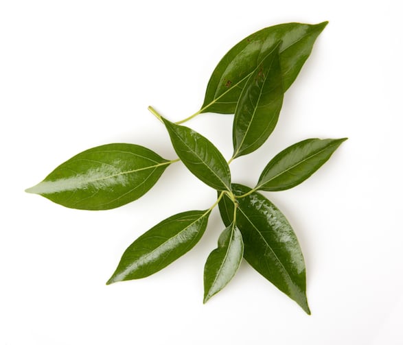 White Camphor Oil | LUSH