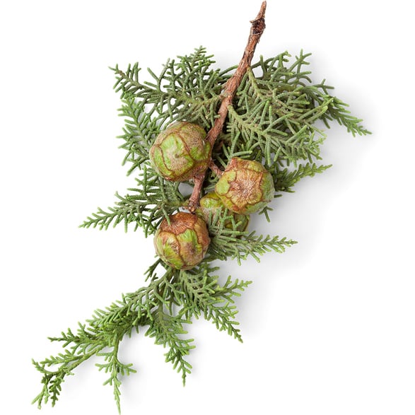 Dried Cypress Leaf | LUSH